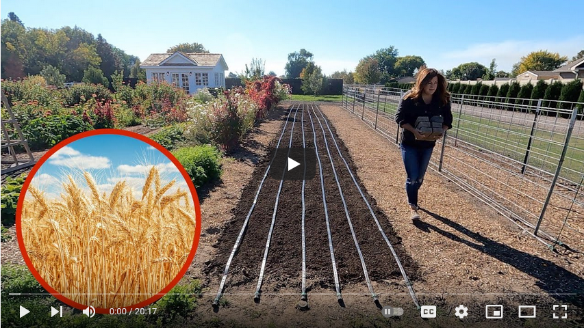 Planting Winter Wheat For The First Time - Footage Vault